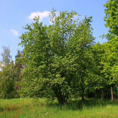 Alnus incana 6/8 HO WITTE ELS - Welkom bij Palmhunters