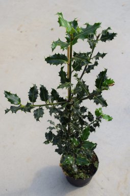 Ilex aquifolium - Hulst-Hulsthaag 40-60 C - Palmhunters